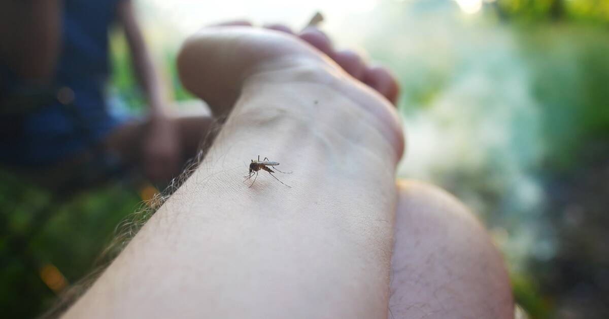 Skeeter Syndrome: Mosquito Bite Allergy Symptoms & Treatment