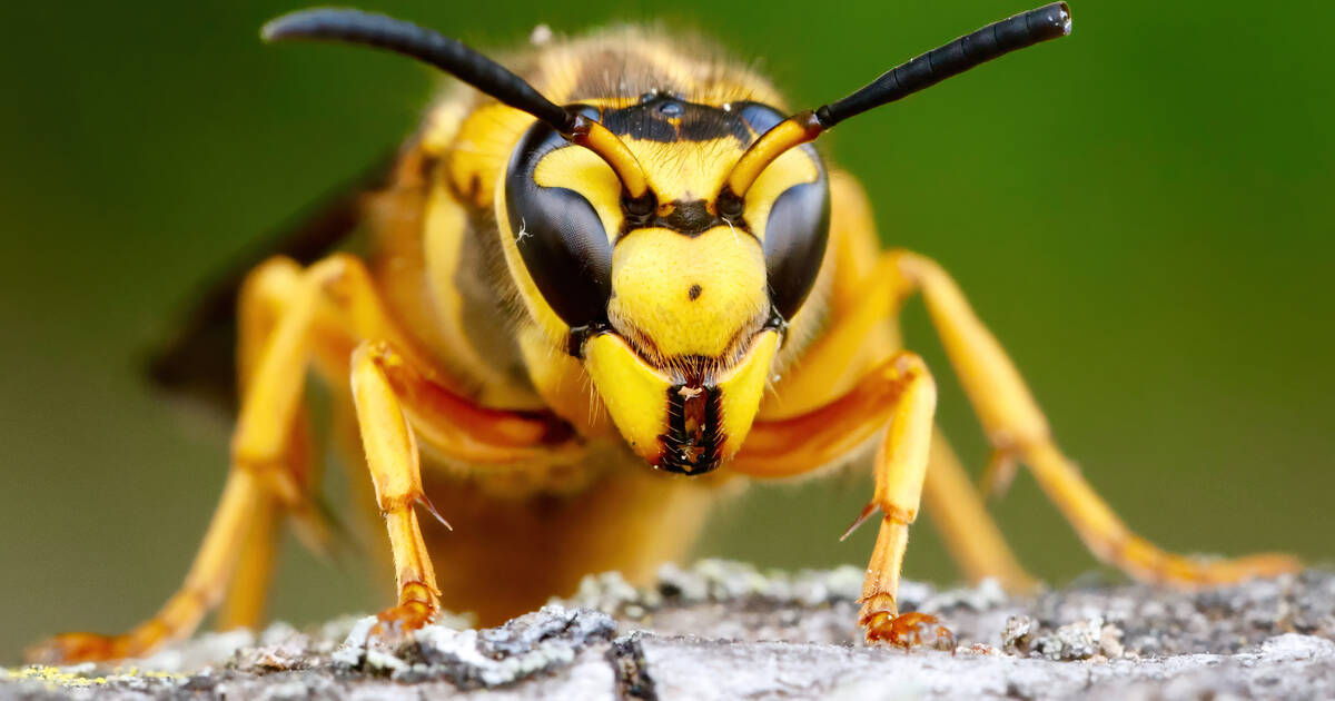 Yellow Jacket Sting: Symptoms and Treatment